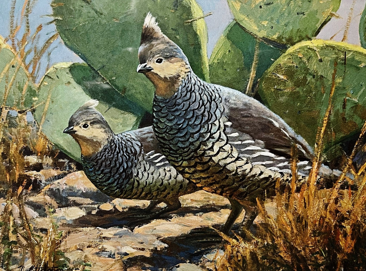 Mike Stidham 1993 Texas Quail Stamp Print With Stamp - Brand New Super ...
