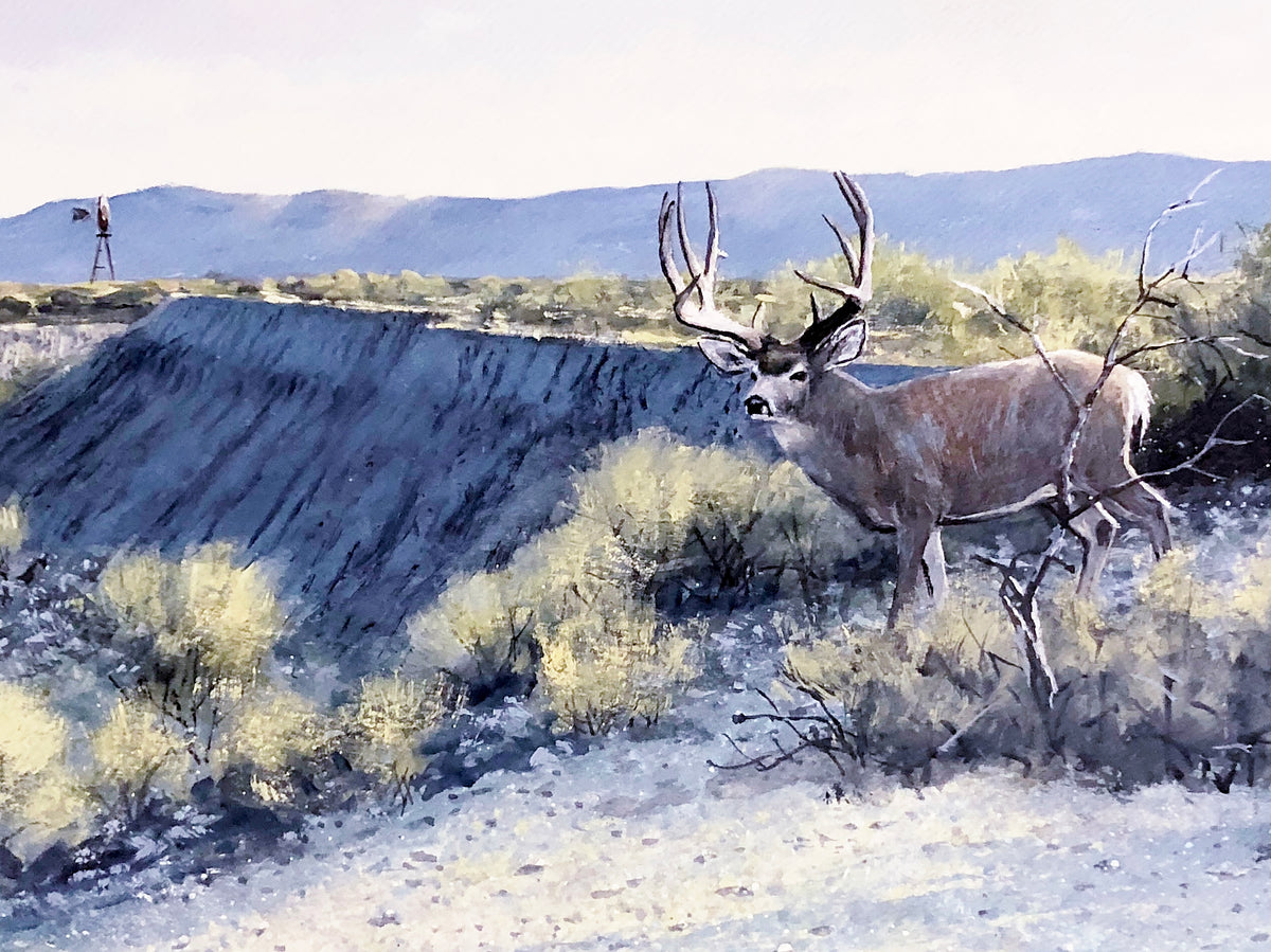 Mule Deer Paintings