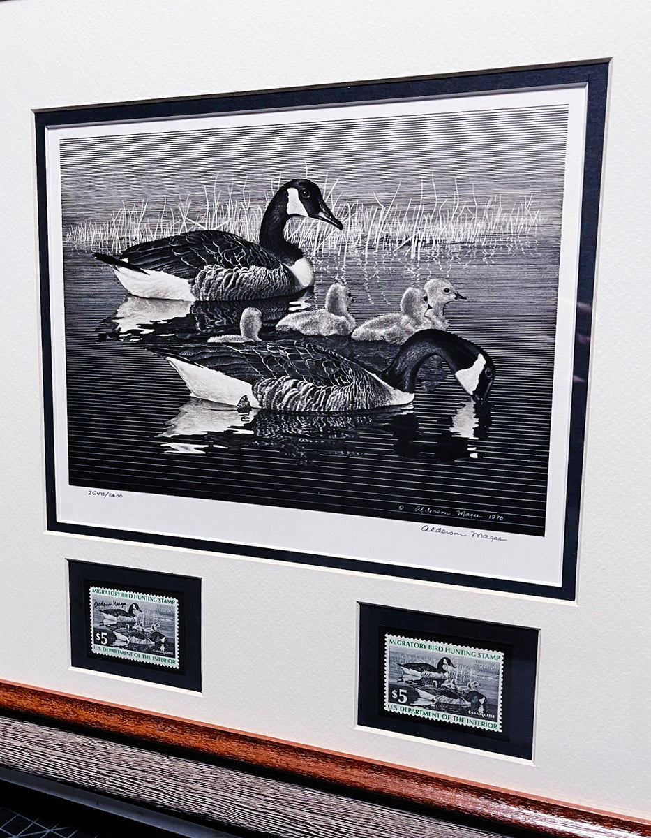 Alderson Magee 1976 Federal Waterfowl Stamp Print With Double Stamps ...