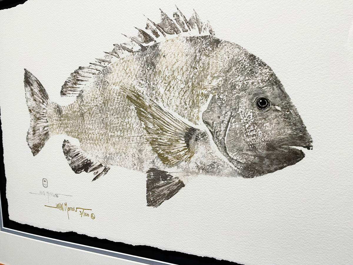 John Morrow Sow Sheepshead Gyotaku GiClee - Brand New Super Custom Spo ...