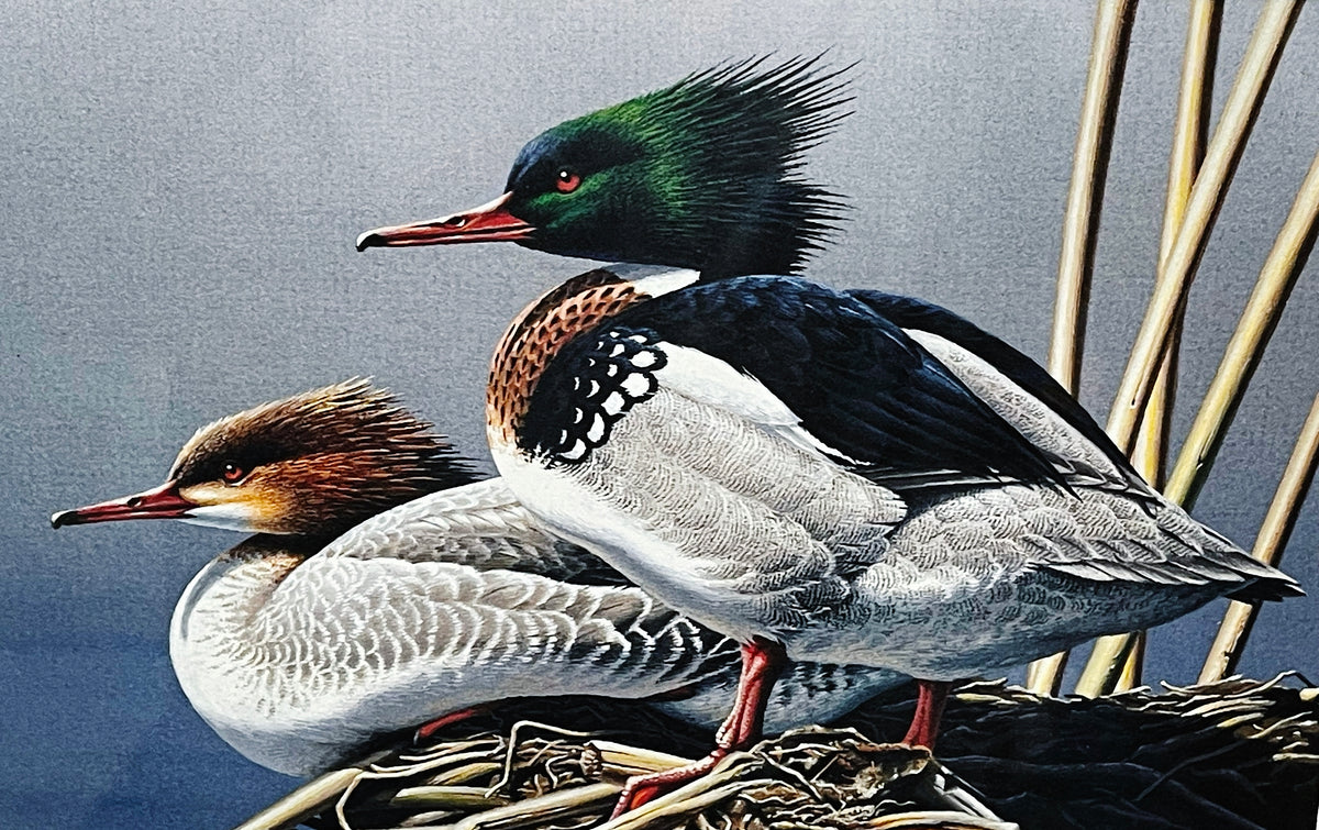 Neal Anderson 1994 Federal Duck Stamp Print With Double Stamps - Brand ...