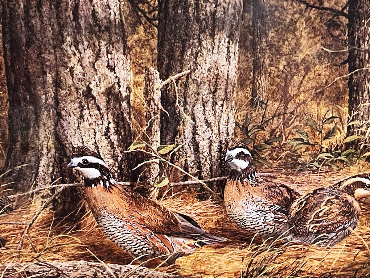 Richard Plasschaert 1983 Quail Unlimited Stamp Print With Stamp - Bran ...